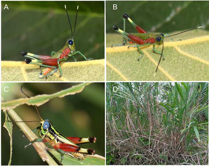 Saltamontes de colores llamativos migra de Bolivia a Ecuador