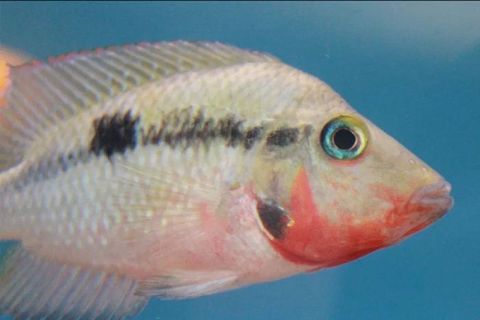 Se extinguen 12 peces de agua dulce en México Se extinguen 12 peces de agua dulce en México