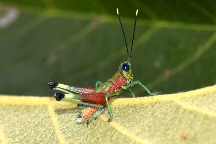 Saltamontes de colores llamativos migra de Bolivia a Ecuador